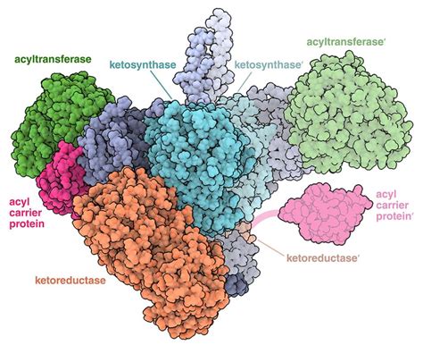 Janet Iwasa On Linkedin Pdb101 Molecule Of The Month Assembly Line Polyketide Synthases 26