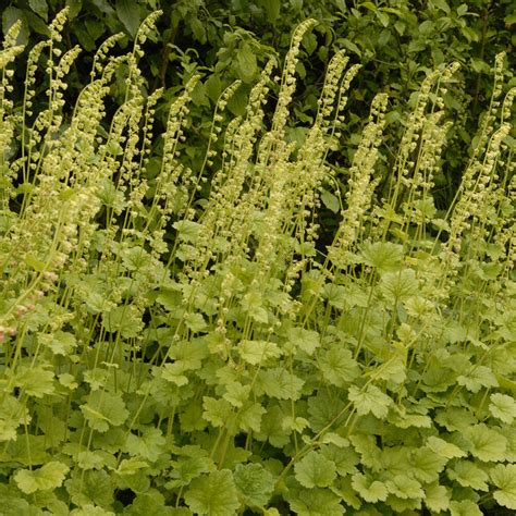 Tellime à Grandes Fleurs Tellima Grandiflora