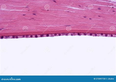 Menschliches Auge Hornhaut Stockfoto Bild Von Augenfällig Leuchte