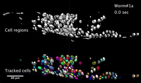 Figures And Data In 3deecelltracker A Deep Learning Based Pipeline For