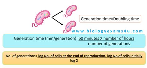 How To Calculate Generation Time And Number Of Generations Of Bacteria