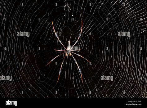 Nephila Spp Banque De Photographies Et Dimages à Haute Résolution Alamy