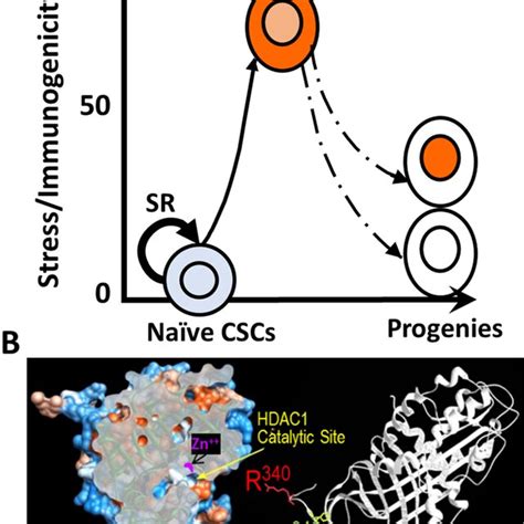 A Hypothetical Model A P Csc As Naïve Csc Derived Common Precursor