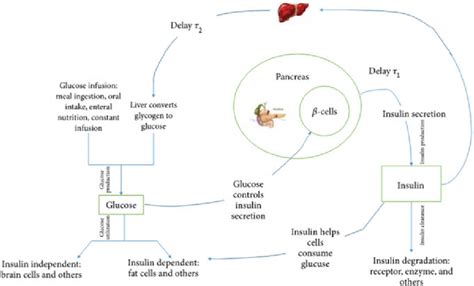 Glucose Insulin System With Two Time Delays Download Scientific Diagram