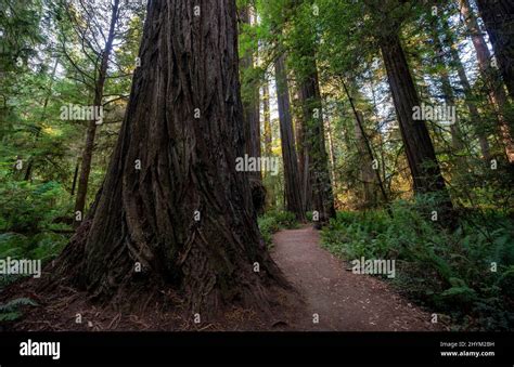 Hiking Trail Through Forest With Coastal Sequoia Trees Sequoia