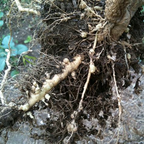 Root Knot Nematode Pestoscope