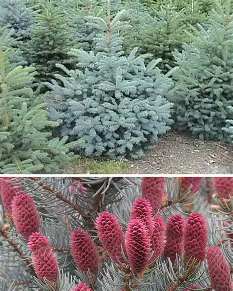Ель колючая `Глаука Апач`, Picea pungens Glauca (Apache) | СадПарад