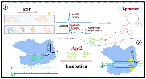 Research Progress In Small Molecule Detection Using Aptamer Based Sers Techniques Pmc
