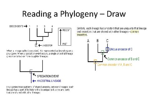 Evolution Notes Chapter 2 Taxonomy And Classification 43014
