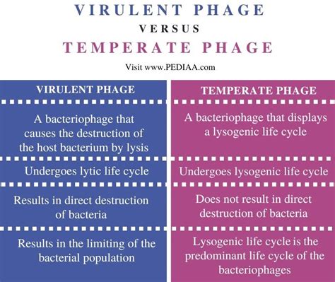 What Is The Difference Between Virulent And Temperate Phage Pediaacom