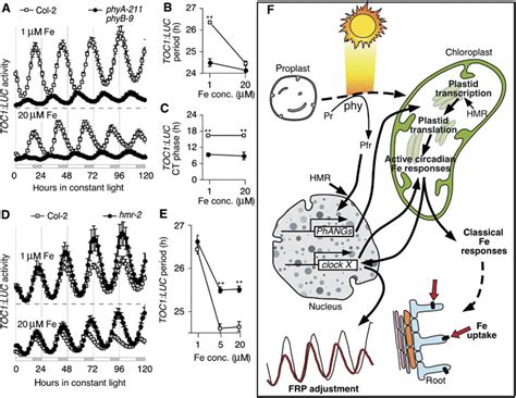 Coupling Of The Circadian Clock To The Circadian Fe Sensor Depends On Download Scientific