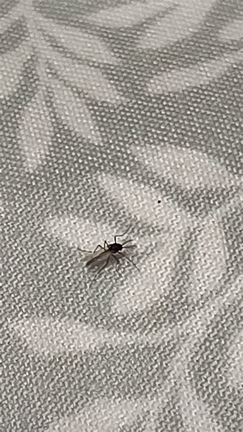 Super Super Tiny Bug Rwhatisthisbug