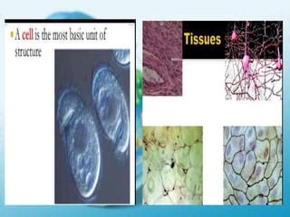 Biology Lecture Pptx