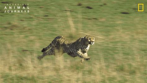 National Geographic  By Nat Geo Wild Find And Share On Giphy
