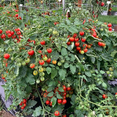 Tomato Determinate F1 Hybrid Seeds Grow Plants