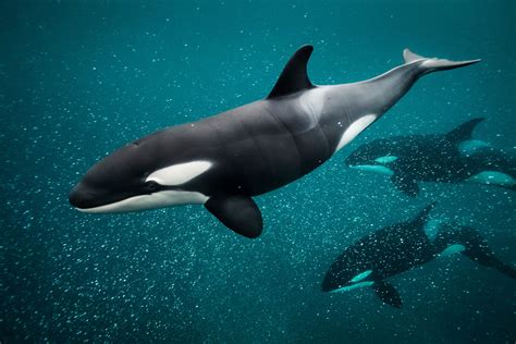 were you on team orca why we wanted nature to fight back in 2023