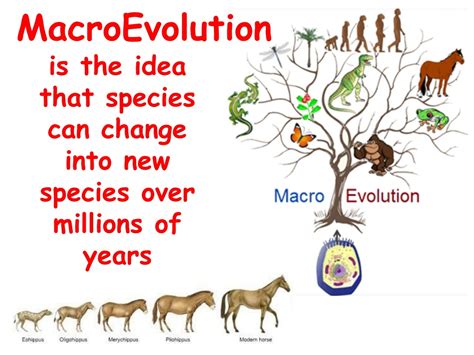 Ppt The Evolution Of Evolution Powerpoint Presentation Free Download