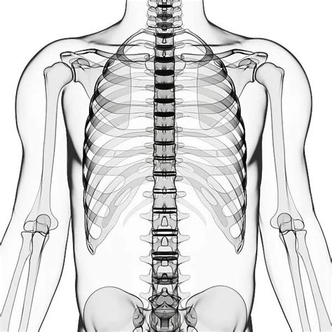 Human Skeleton Artwork F007 5663 Our Beautiful Wall Art And Photo Ts Include Framed Prints