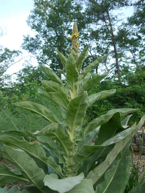 Common Mullein Verbascum Thapsus Identify That Plant
