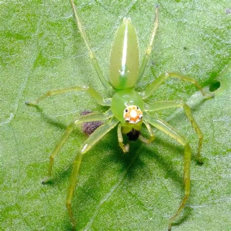 Spiders In Georgia 62 Different Species