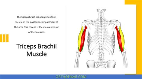 Triceps Brachii Muscle Anatomy Orthofixar