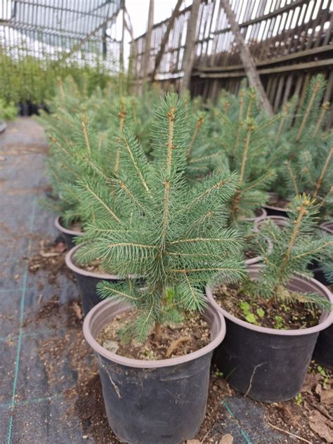 ЮИДП Сливен стартира продажбата на живи коледни елхи ЯмболПрес пулсът на града