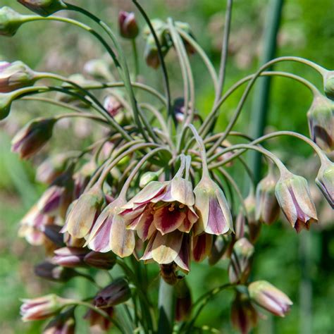 Allium Siculum Ssp Bulgaricum Michlers Florist Greenhouses