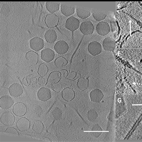 Reconstructions Of Bacteriophage T5 A Plane From The Reconstruction Download Scientific