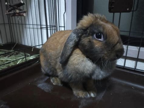 This Is Wonda She Has A Big Cute Butt She Loves Apples And Hates