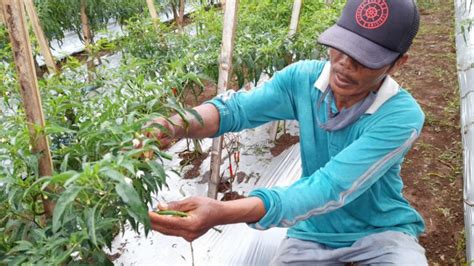 Harga Cabai Ditingkat Petani Naik Jelang Ramadhan