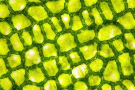 Plant Cells Microscope
