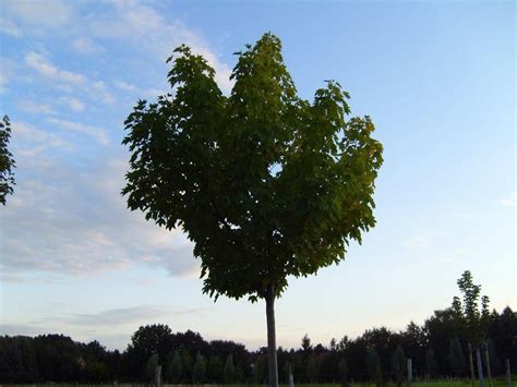 Free Picture Full Tree Texture