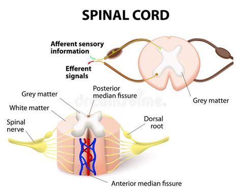 Spinal Cord Drawing Stock Illustrations 672 Spinal Cord Drawing Stock