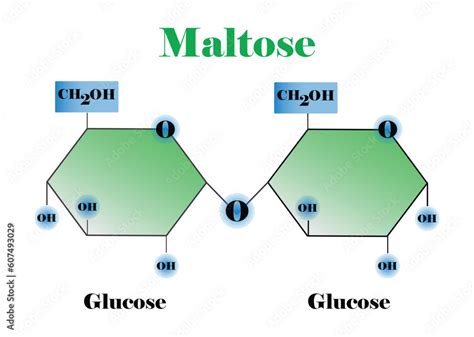Illustration Of Biochemistry Maltose Molecular Structural Chemical