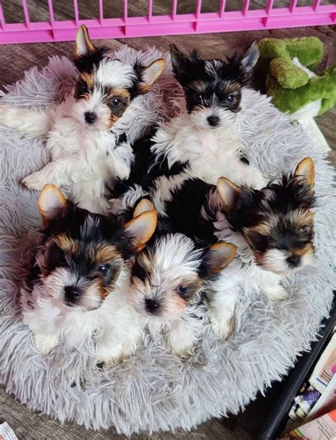 Biewer Terrier Biewer Puppies For Sale