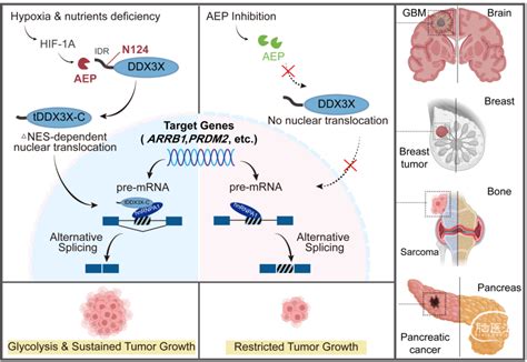 【中国声音】上海交通大学医学院附属仁济医院发现肿瘤微环境应激调控可变剪切新机制 脑医汇