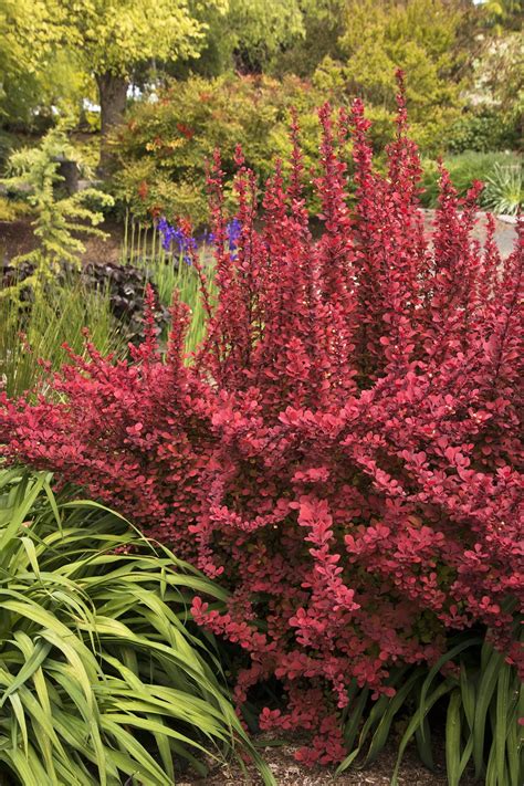 Orange Rocket Barberry Berberis Thunbergii Orange Rocket Pp 18411