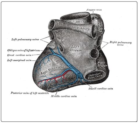 [figure Fig 1 Schematic Diagram Depicting ] Statpearls Ncbi