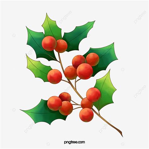 크리스마스 일러스트 장식 빨강 녹색 홀리 지점 겨우살이 홀리 크리스마스 Png 일러스트 및 Psd 이미지 무료 다운로드