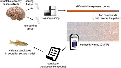 Overview Of Study Design Spiking And Nonspiking Tissue From N 6 Download Scientific Diagram