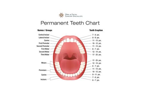 Impacted Tooth Surgery Melbourne Helping Teeth Come Through