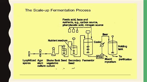 Scale Of Fermentation Process Large Scale Small Scale