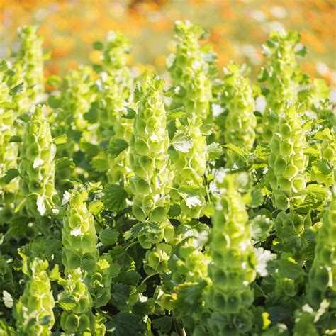Bells Of Ireland Seeds Flower Seeds In Packets And Bulk Eden Brothers