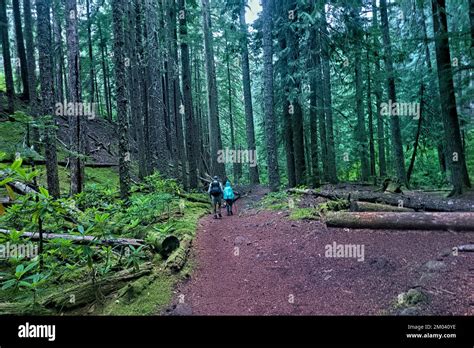 Hiking Through The Majestic Forests Of Northern Oregon On The Pacific Crest Trail Oregon Usa