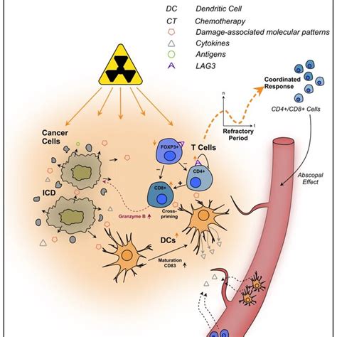 Of Radiation Induced Effects On Immune Cells In Rectal Cancer Overview