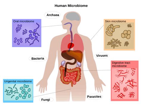 Human Microbiome Bacteria