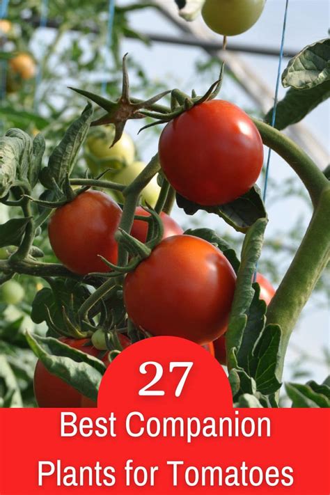 27 Best Tomato Companion Plants The Hobby Wife