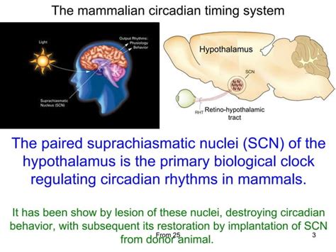 Circadian Clock In Mammals Ppt