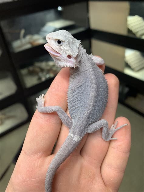 Normal Bearded Dragon Traits Morphpedia