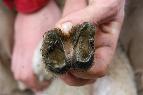 Getting To Grips With The Challenge Of Scald Provita Animal Health